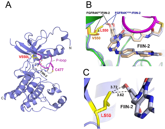 药学院结构生物学课题组国际上率先解析FGFR4激酶区域的结构_温医要闻 -温州医科大学新闻中心